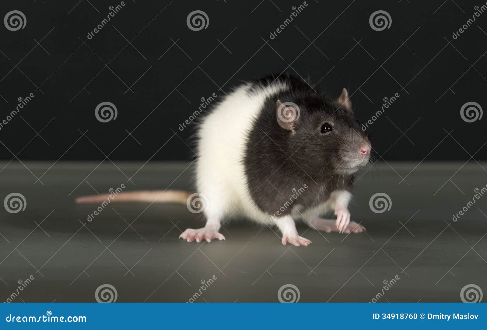 Rato doméstico foto de stock. Imagem de cauda, pets, fofofo - 34918760