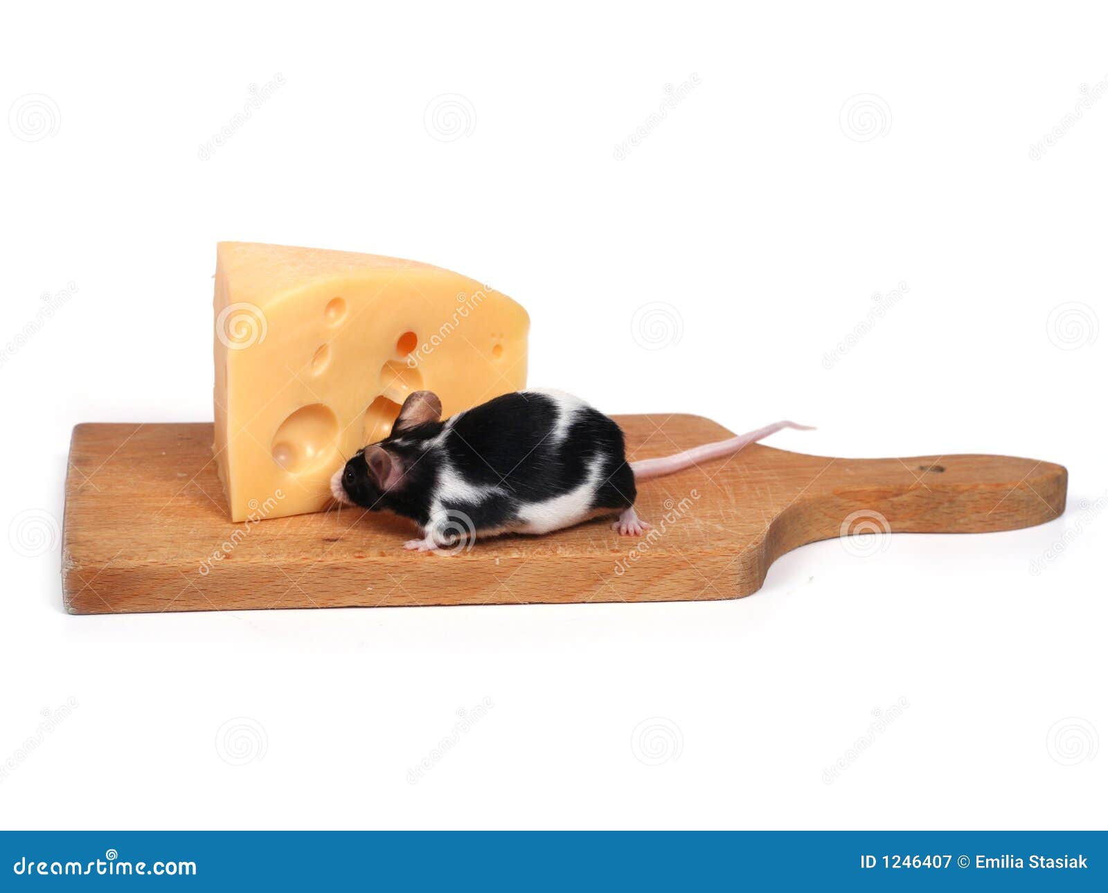 Rato e queijo imagem de stock. Imagem de isco, olho, leiteria - 1246407
