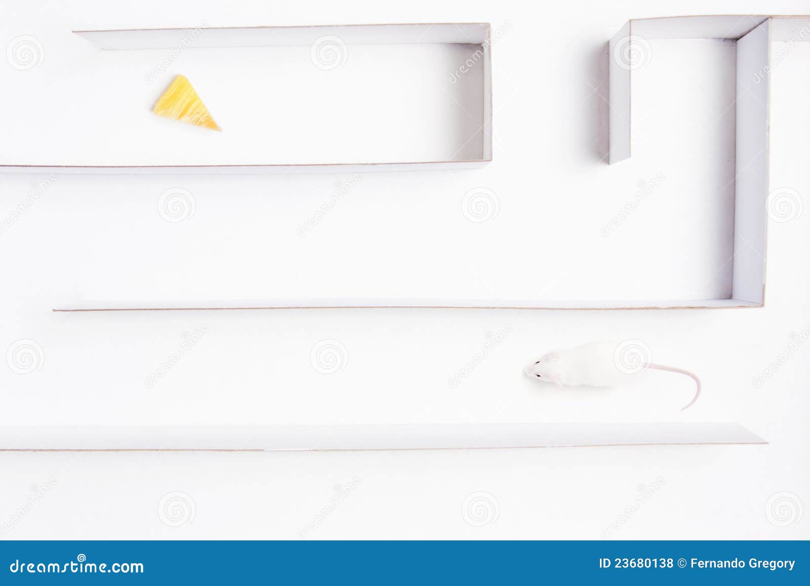 Rato Em Um Labirinto Que Procura O Queijo Foto de Stock - Imagem de ...