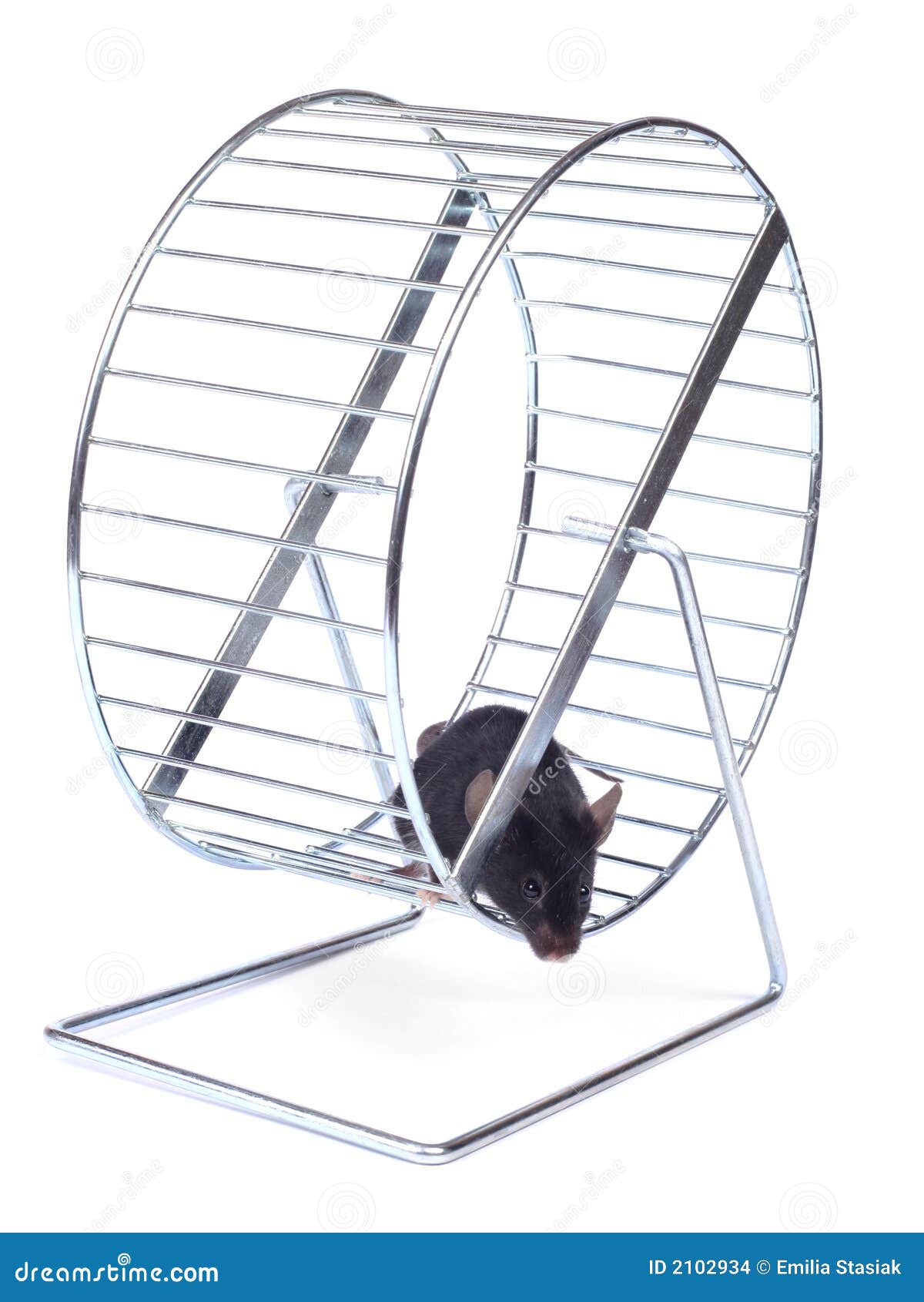 Rato Em Uma Roda Do Exercício Foto de Stock - Imagem de escute, olho ...