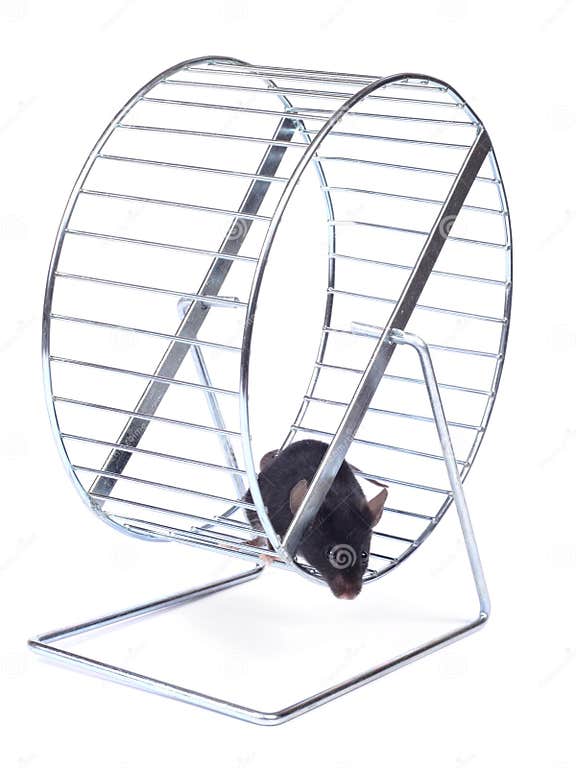 Rato Em Uma Roda Do Exercício Foto de Stock - Imagem de escute, olho ...