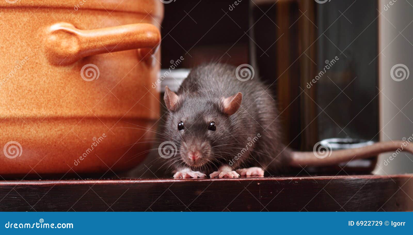 imagens de stock Rato Na Cozinha - Baixe 405 Royalty Free