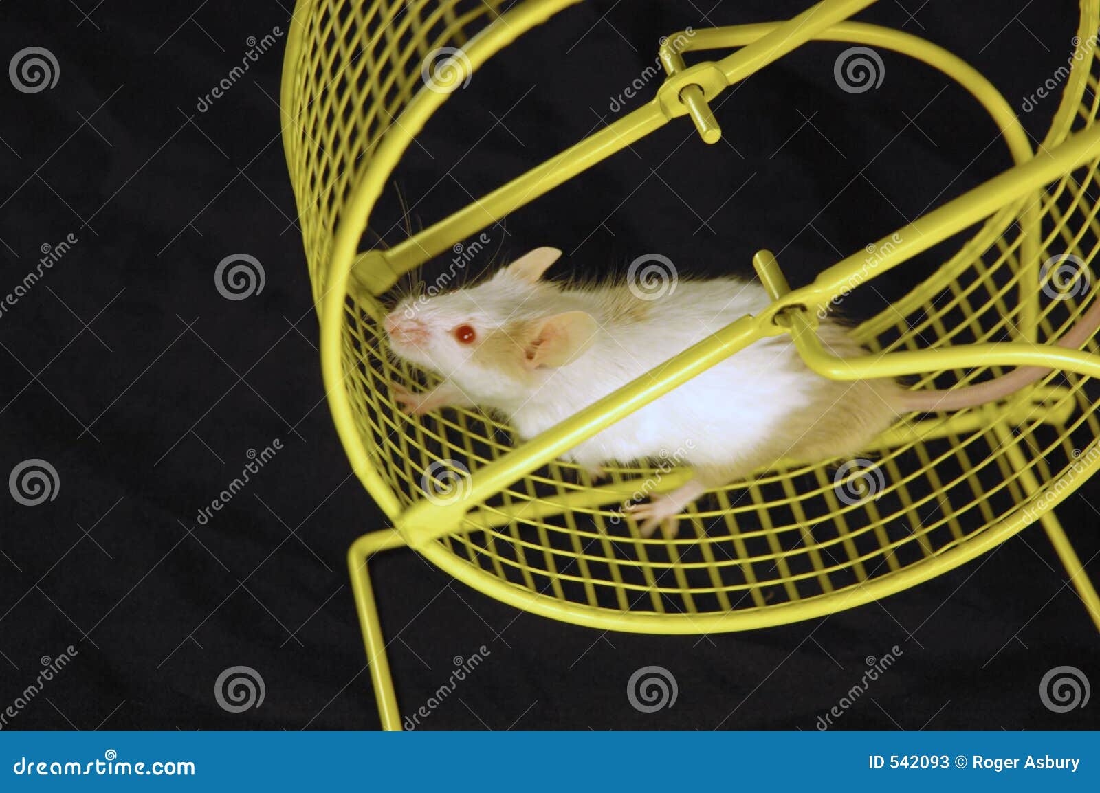 Rato na roda imagem de stock. Imagem de roedor, funcionamento - 542093