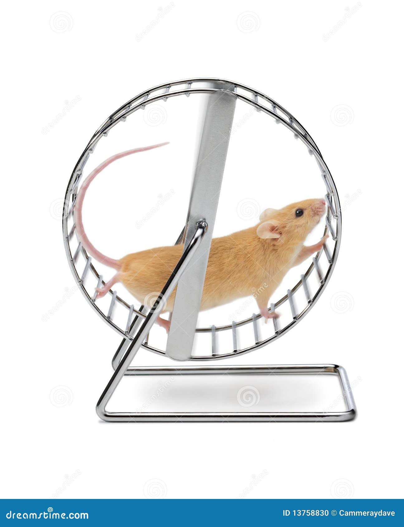 Rato na roda do exercício foto de stock. Imagem de animal - 13758830