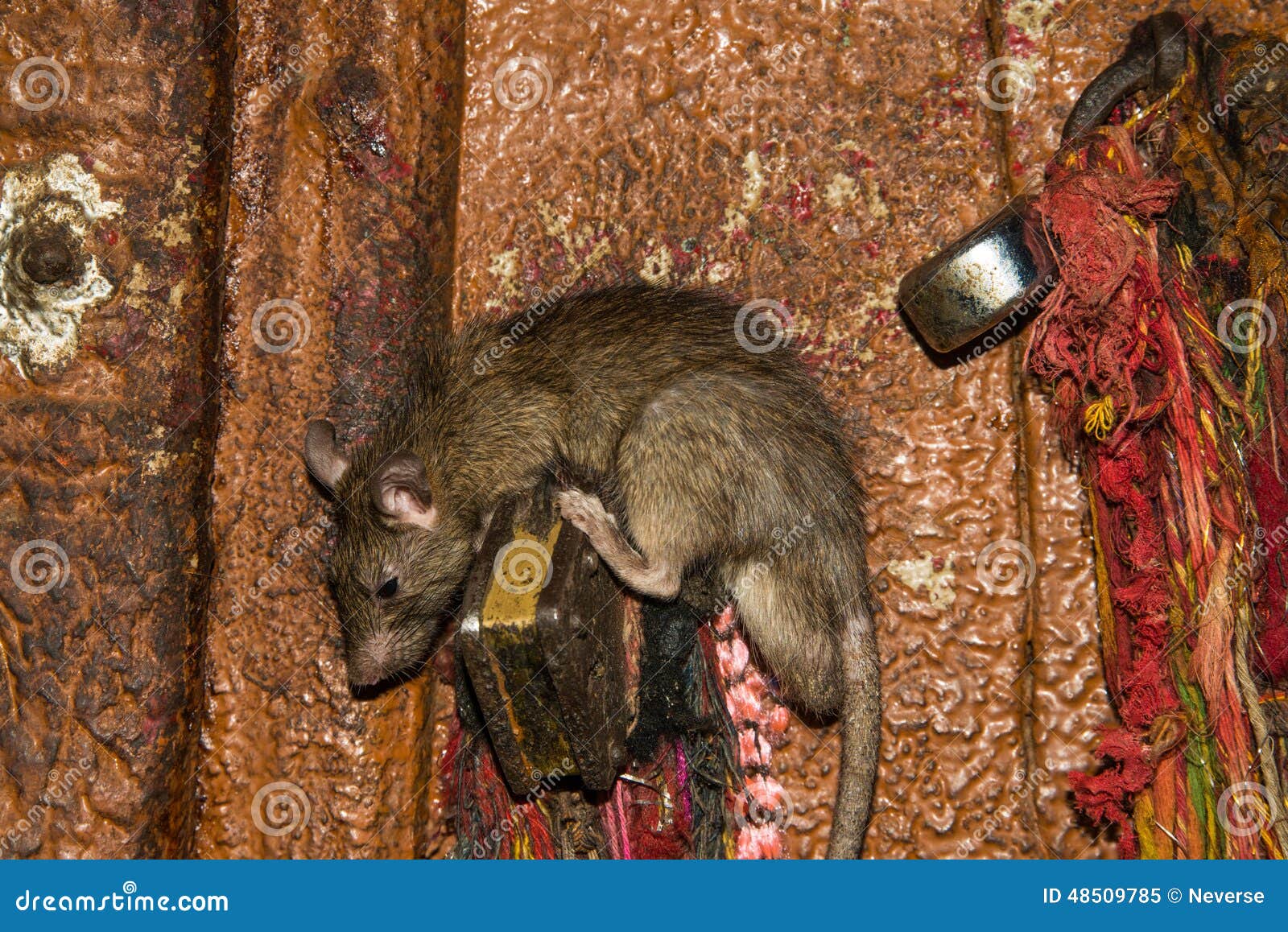 Rato No Templo De Karni Mata Imagem de Stock - Imagem de templo ...