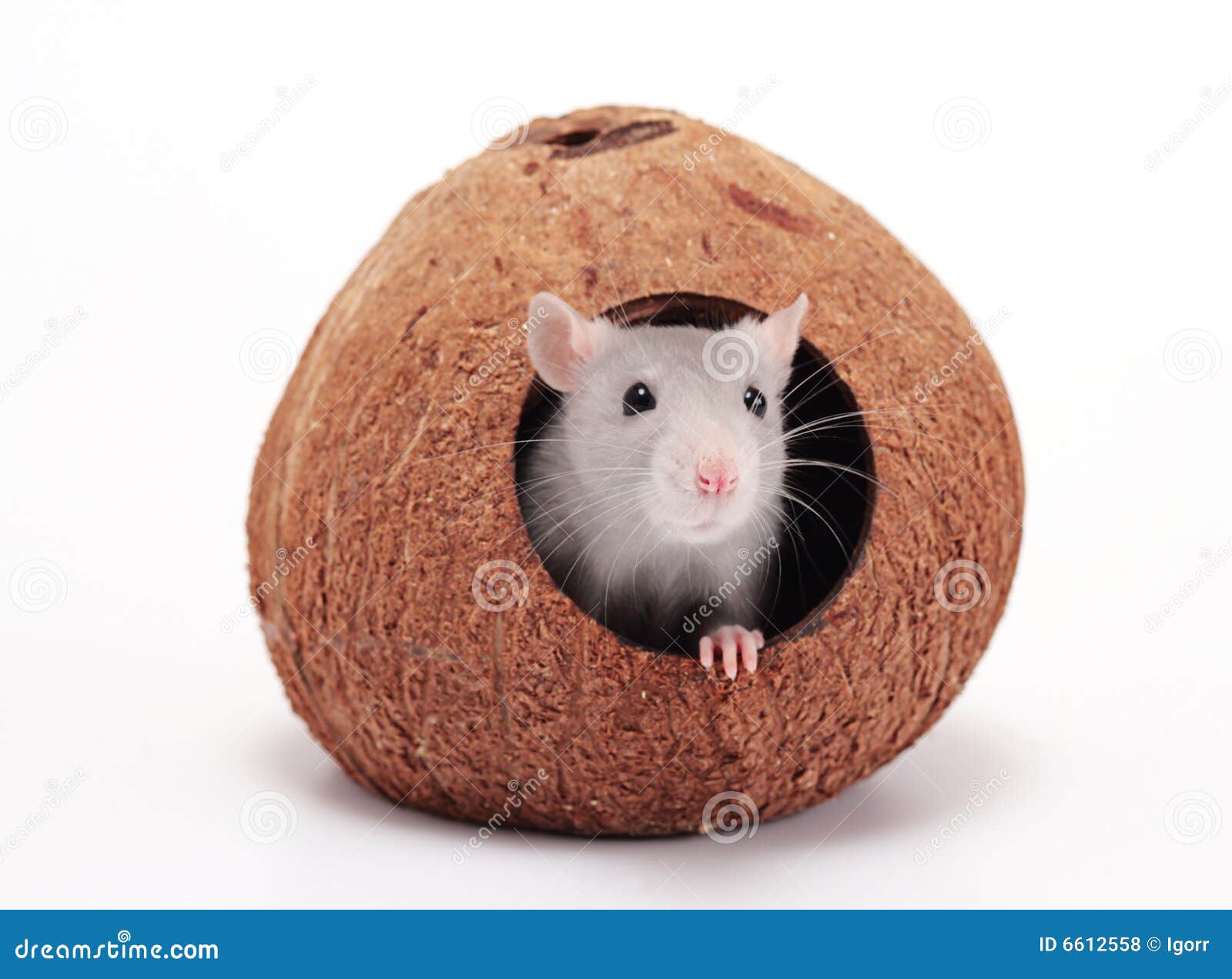 Rato nos Cocos foto de stock. Imagem de curiosidade, coco - 6612558