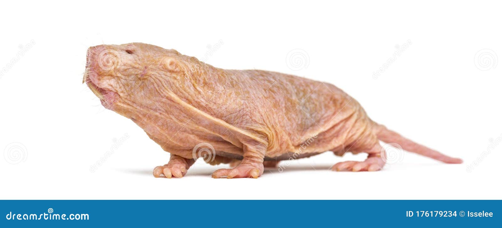 Rato Pelado Sem Pelo De Molerato Isolado Em Branco Foto de Stock ...