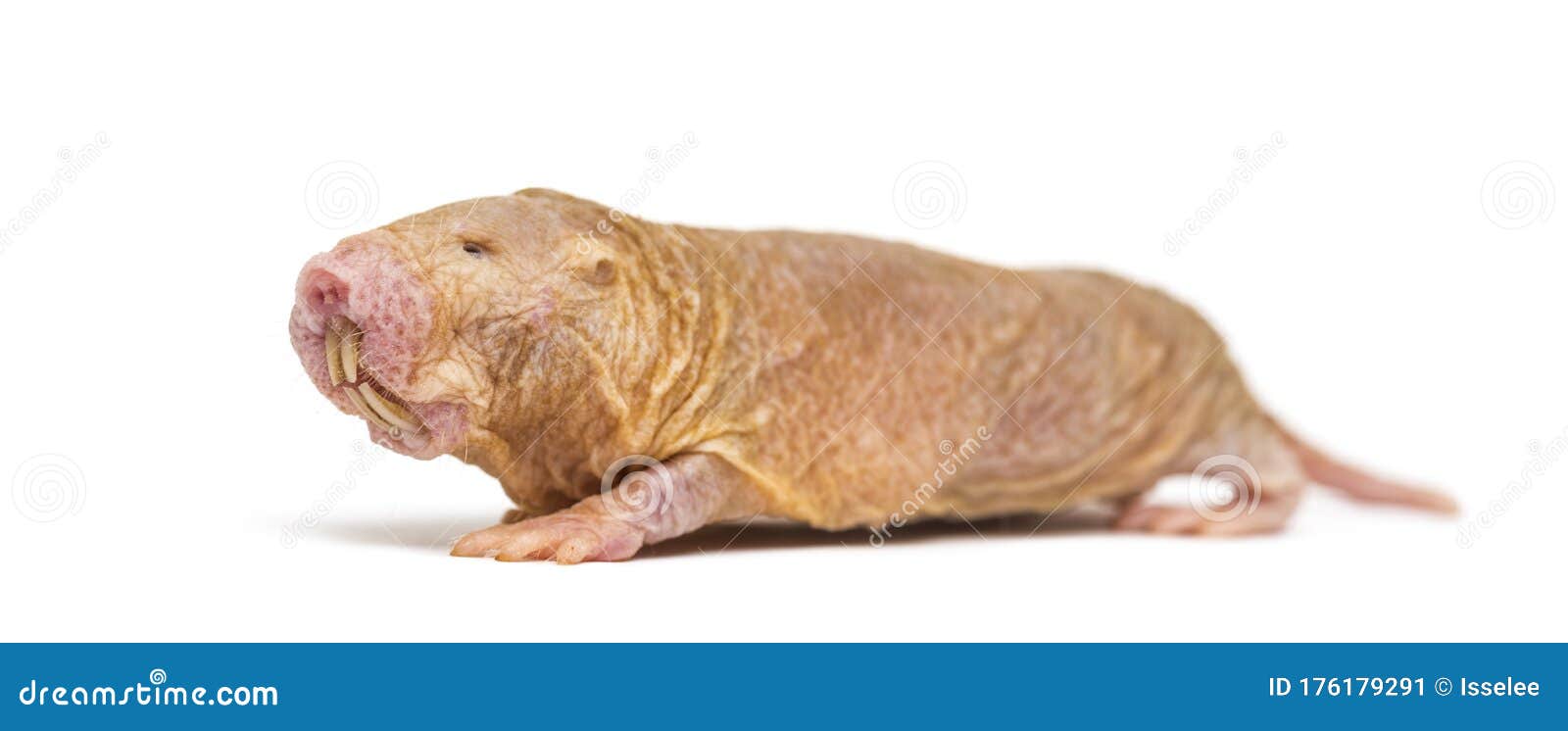 Rato Pelado Sem Pelo De Molerato Isolado Em Branco Imagem de Stock ...