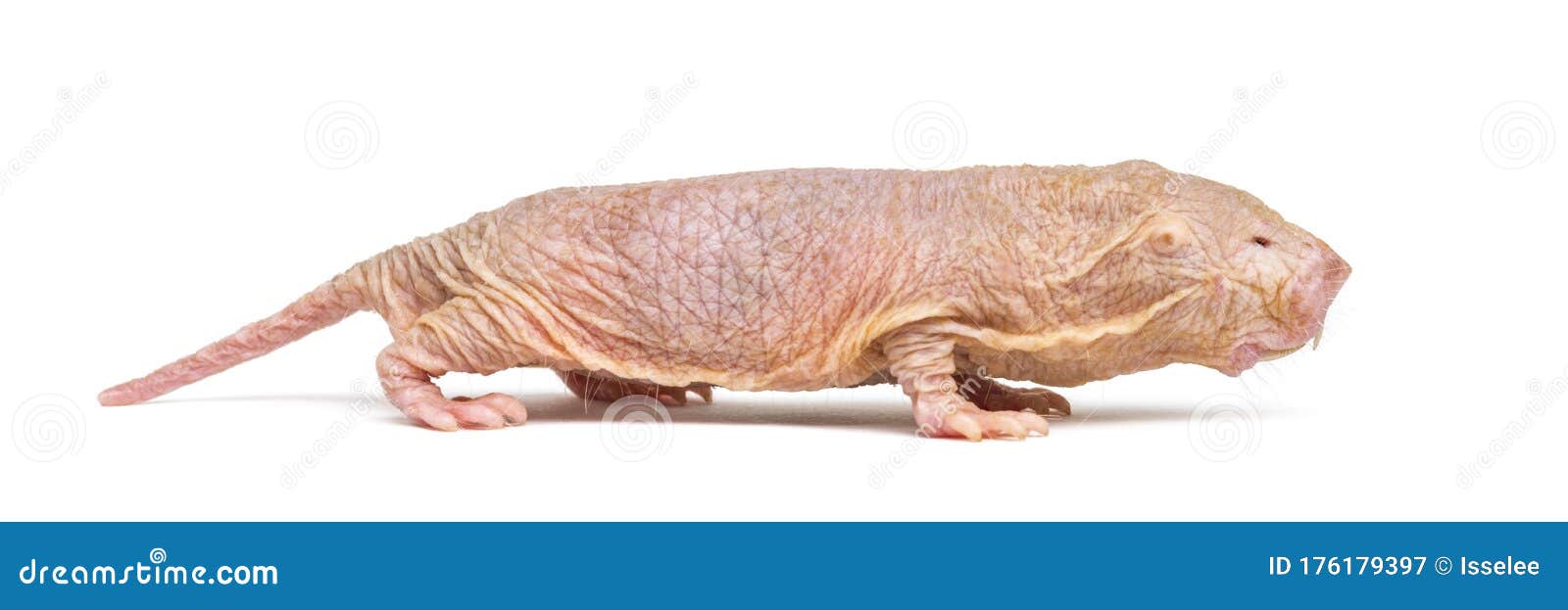 Rato Pelado Sem Pelo De Molerato Isolado Em Branco Imagem de Stock ...