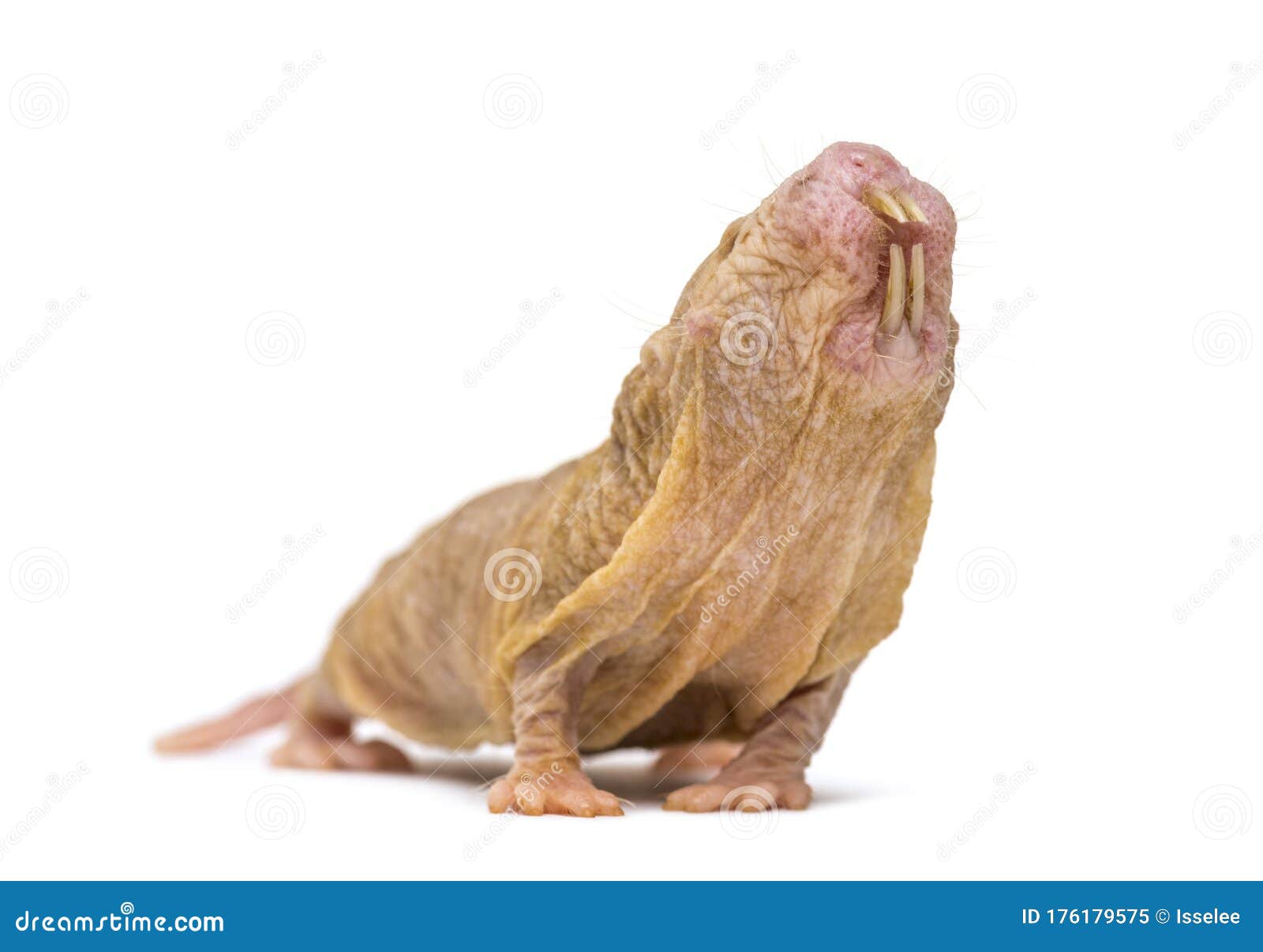 Rato Pelado Sem Pelo De Molerato Isolado Em Branco Imagem de Stock ...