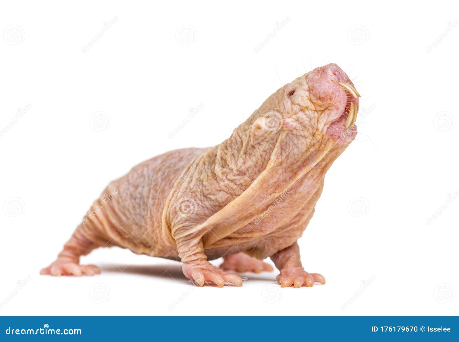 Rato Pelado Sem Pelo De Molerato Isolado Em Branco Foto de Stock ...