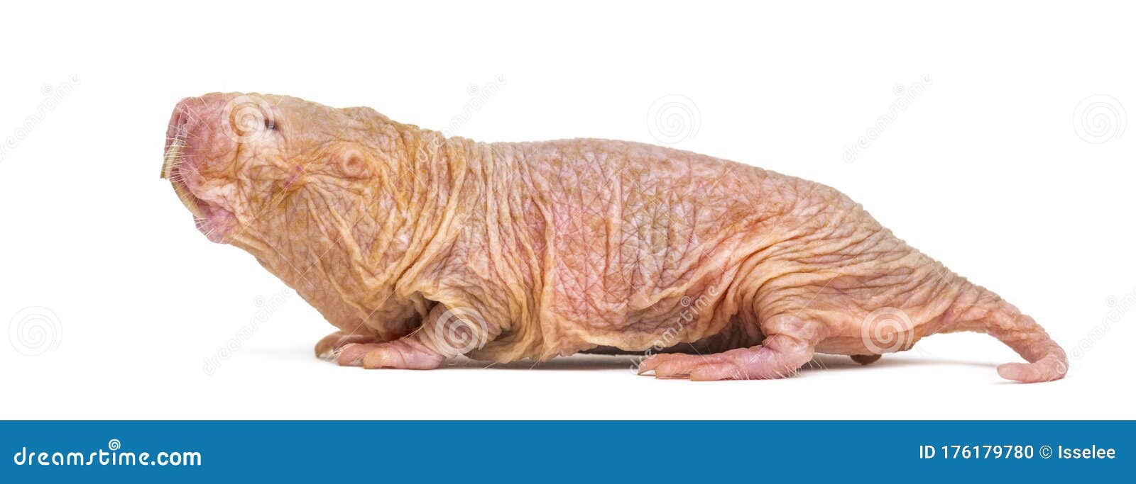 Rato Pelado Sem Pelo De Molerato Isolado Em Branco Foto de Stock ...