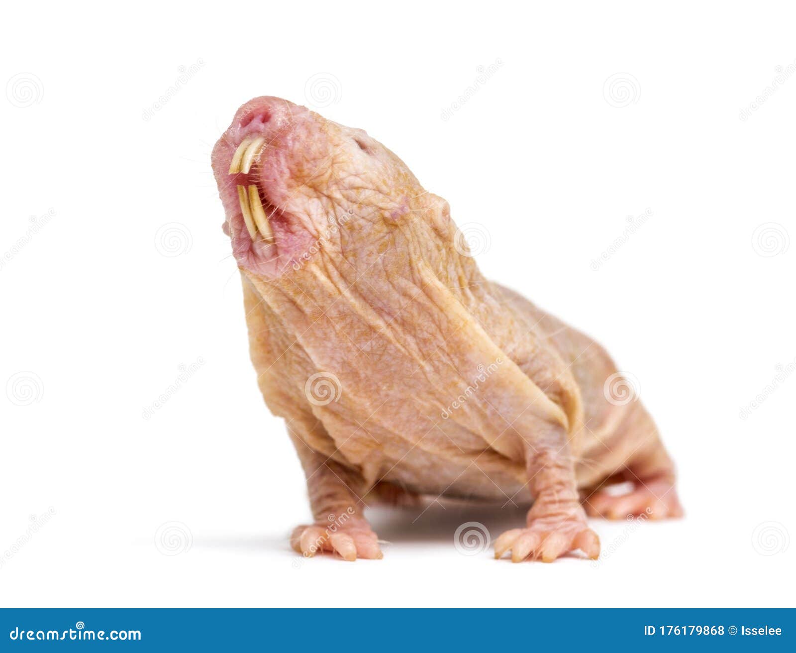 Rato Pelado Sem Pelo De Molerato Isolado Em Branco Foto de Stock ...