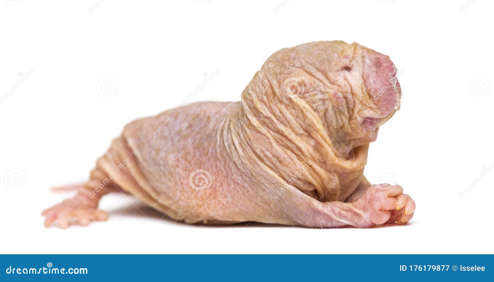 Rato Pelado Sem Pelo De Molerato Isolado Em Branco Imagem de Stock ...