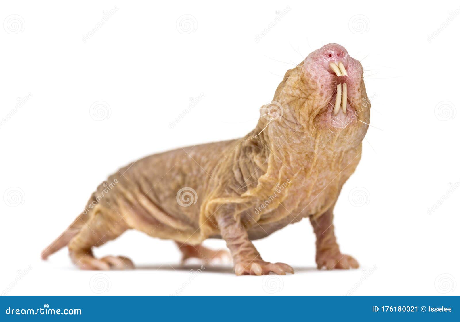 Rato Pelado Sem Pelo De Molerato Isolado Em Branco Imagem de Stock ...