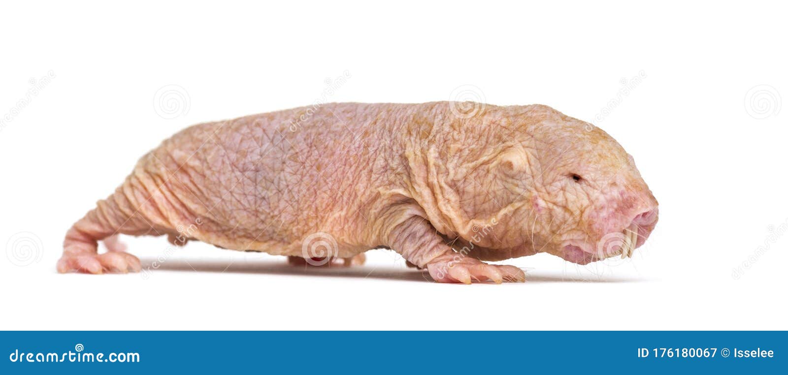 Rato Pelado Sem Pelo De Molerato Isolado Em Branco Imagem de Stock ...