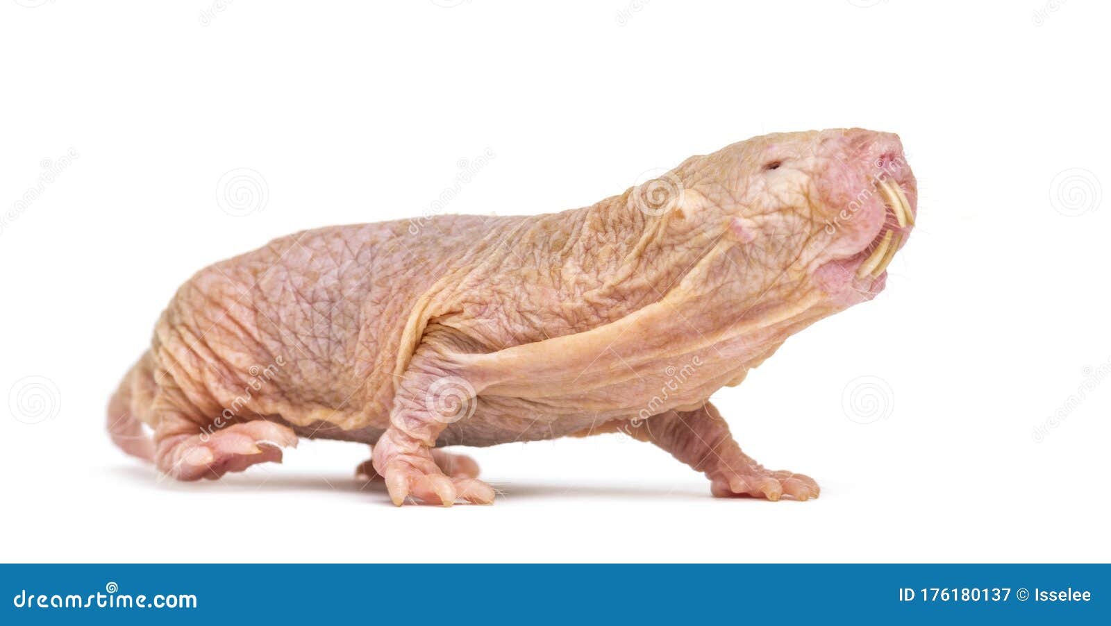 Rato Pelado Sem Pelo De Molerato Isolado Em Branco Imagem de Stock ...