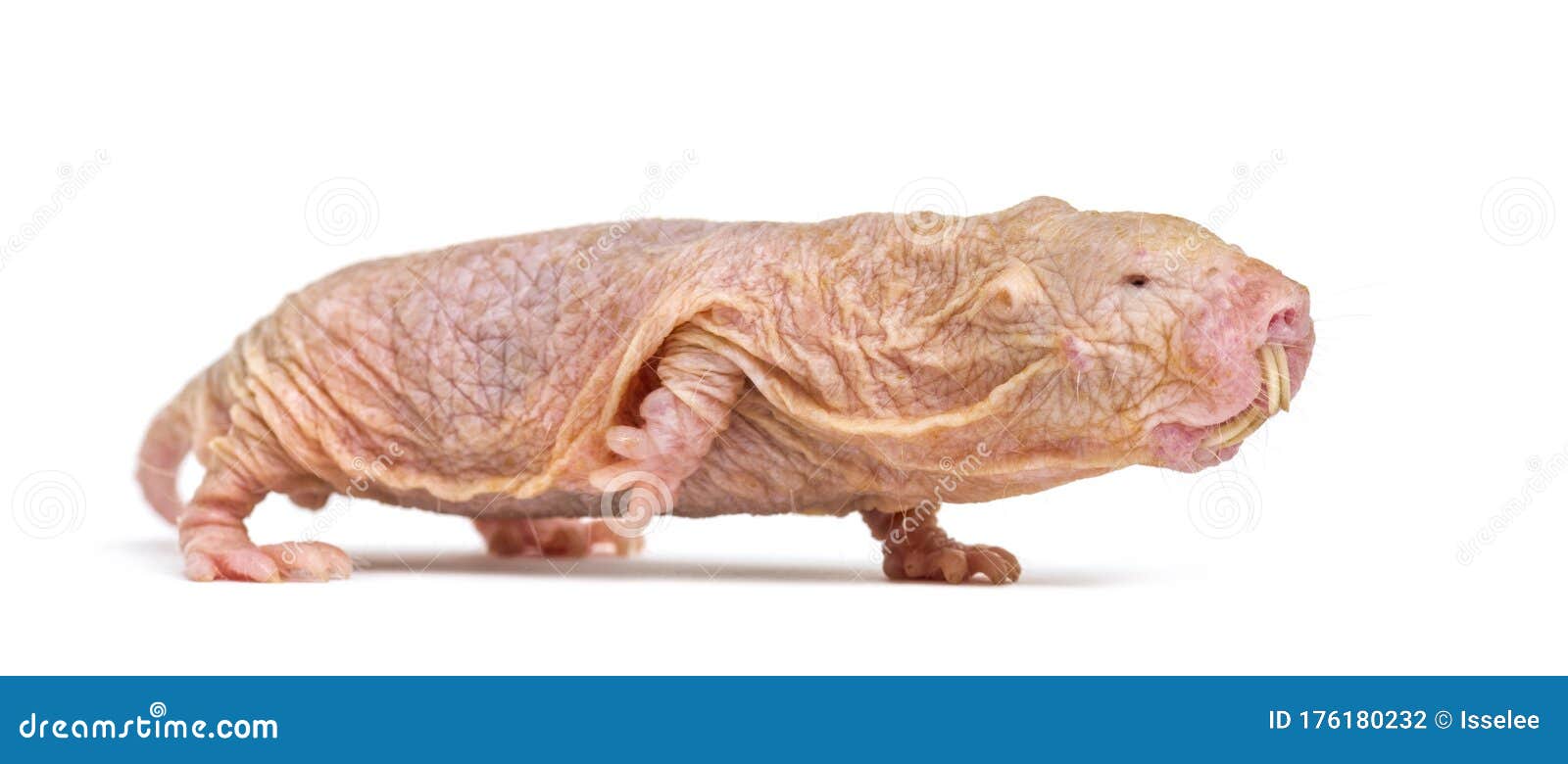 Rato Pelado Sem Pelo De Molerato Isolado Em Branco Foto de Stock ...