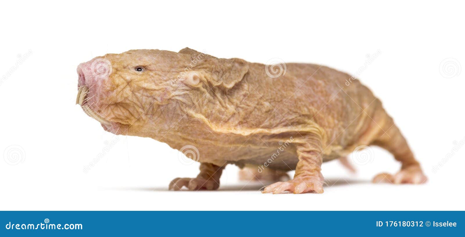 Rato Pelado Sem Pelo De Molerato Isolado Em Branco Foto de Stock ...