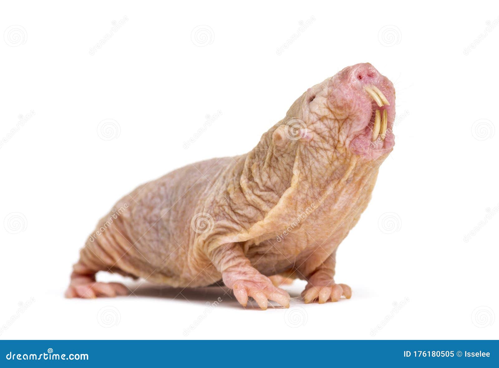 Rato Pelado Sem Pelo De Molerato Isolado Em Branco Imagem de Stock ...