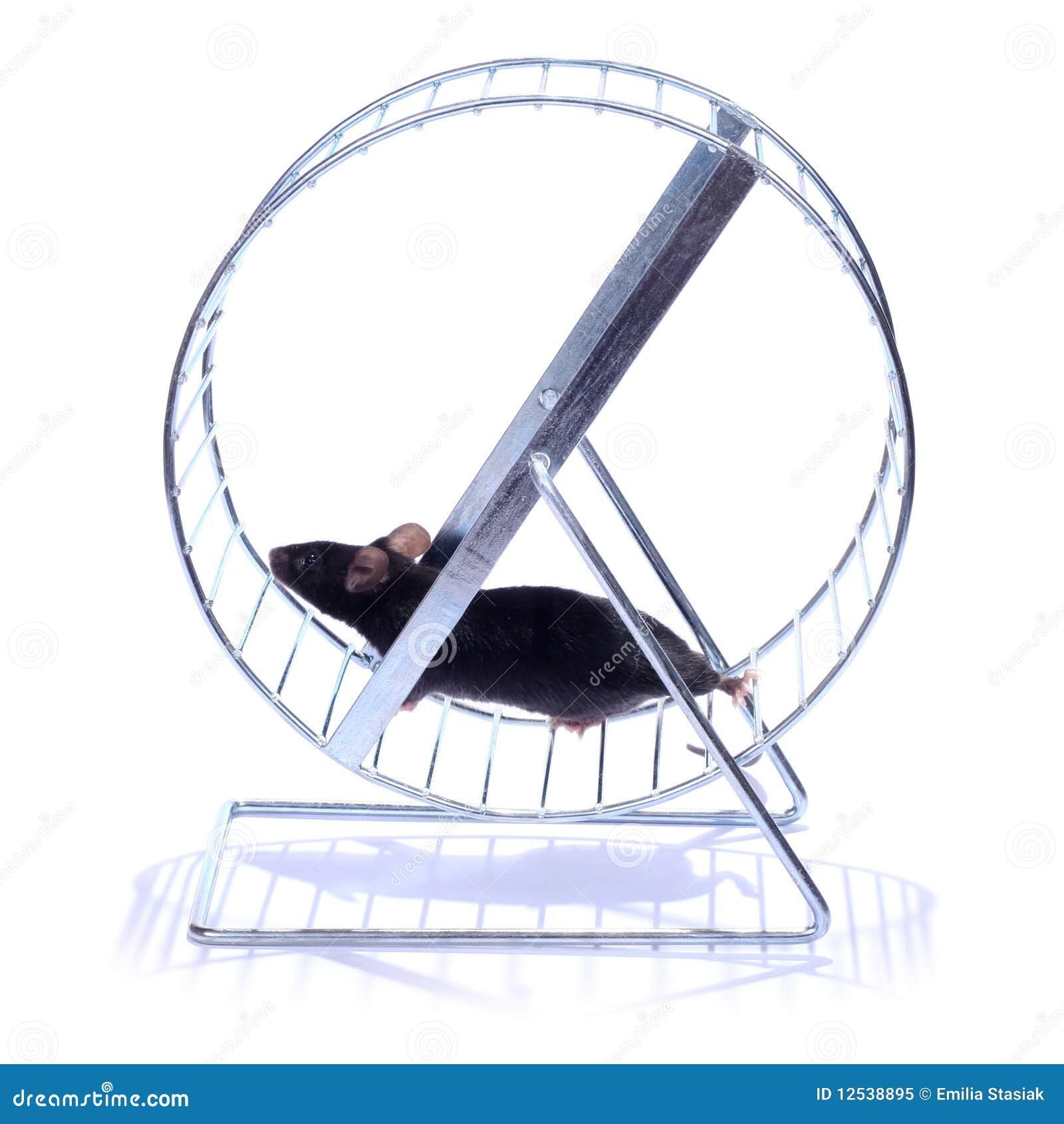 Rato Pequeno Em Uma Roda Do Exercício Imagem de Stock - Imagem de ...