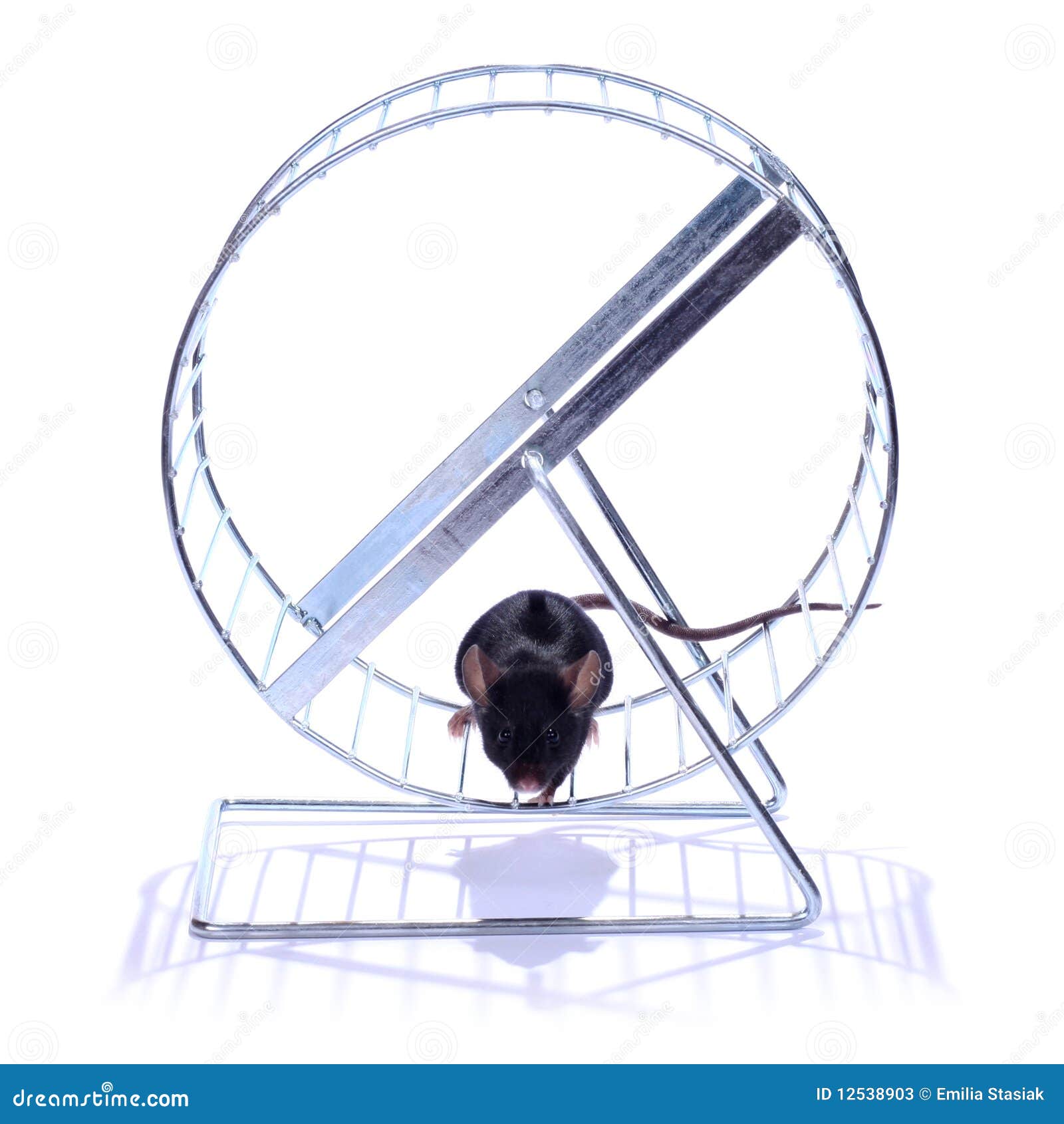 Rato Pequeno Em Uma Roda Do Exercício Imagem de Stock - Imagem de ...