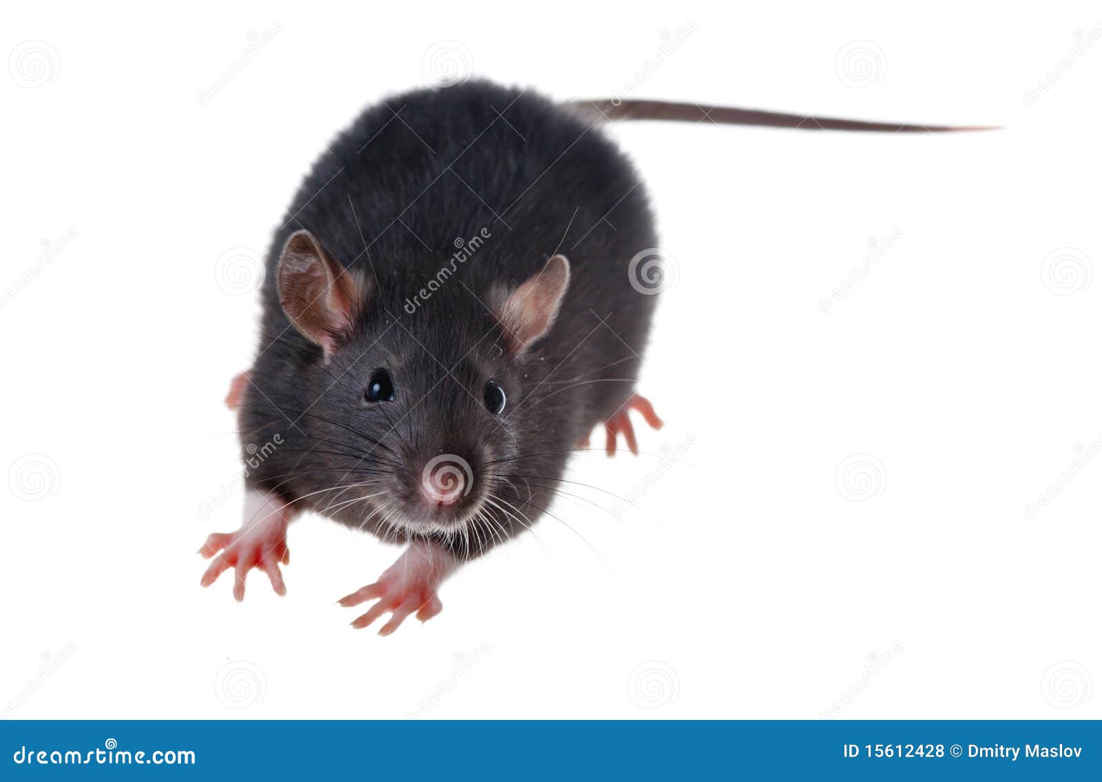 Rato preto pequeno foto de stock. Imagem de pets, pata - 15612428
