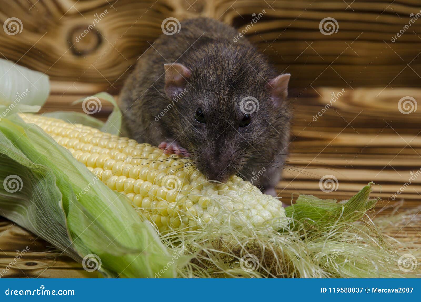 Rato que come o milho imagem de stock. Imagem de roedor - 119588037