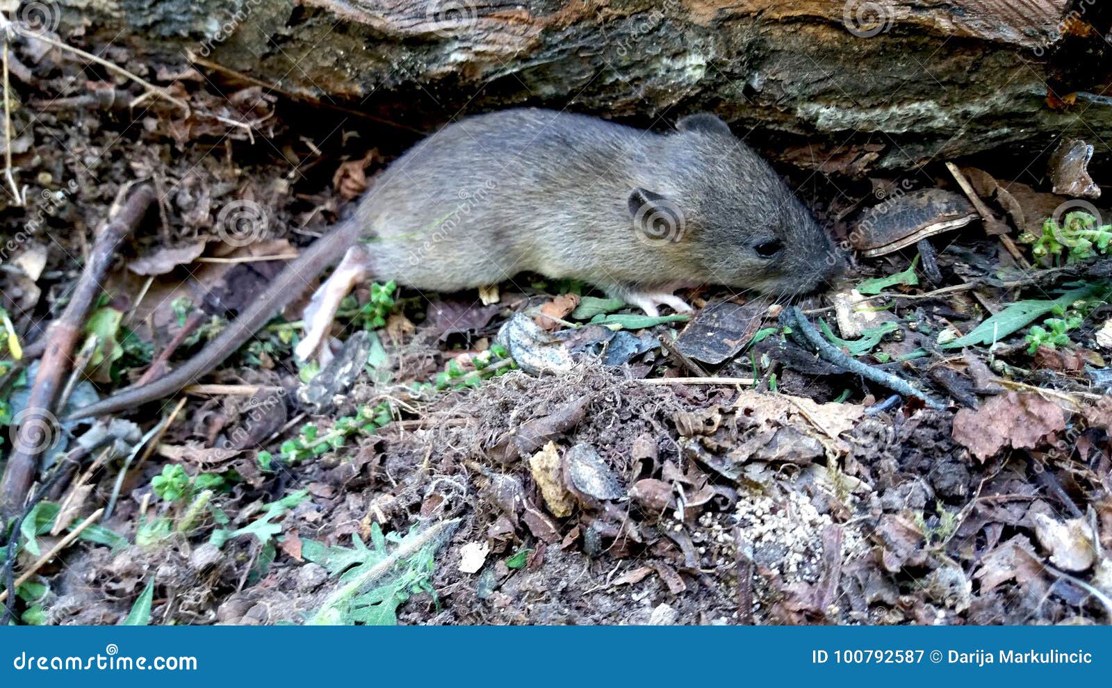 Rato selvagem imagem de stock. Imagem de fofofo, nave - 100792587