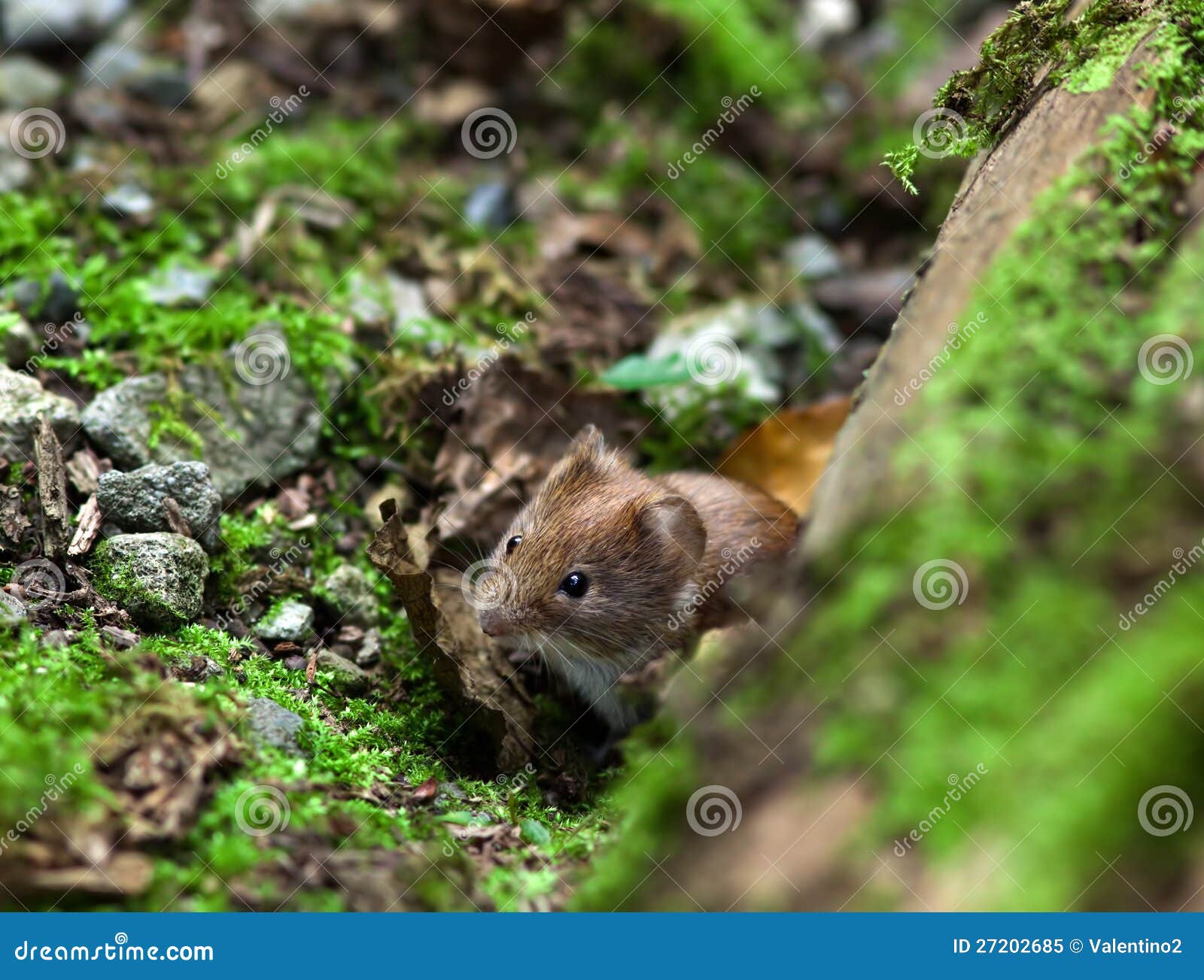 Rato selvagem imagem de stock. Imagem de fauna, animal - 27202685