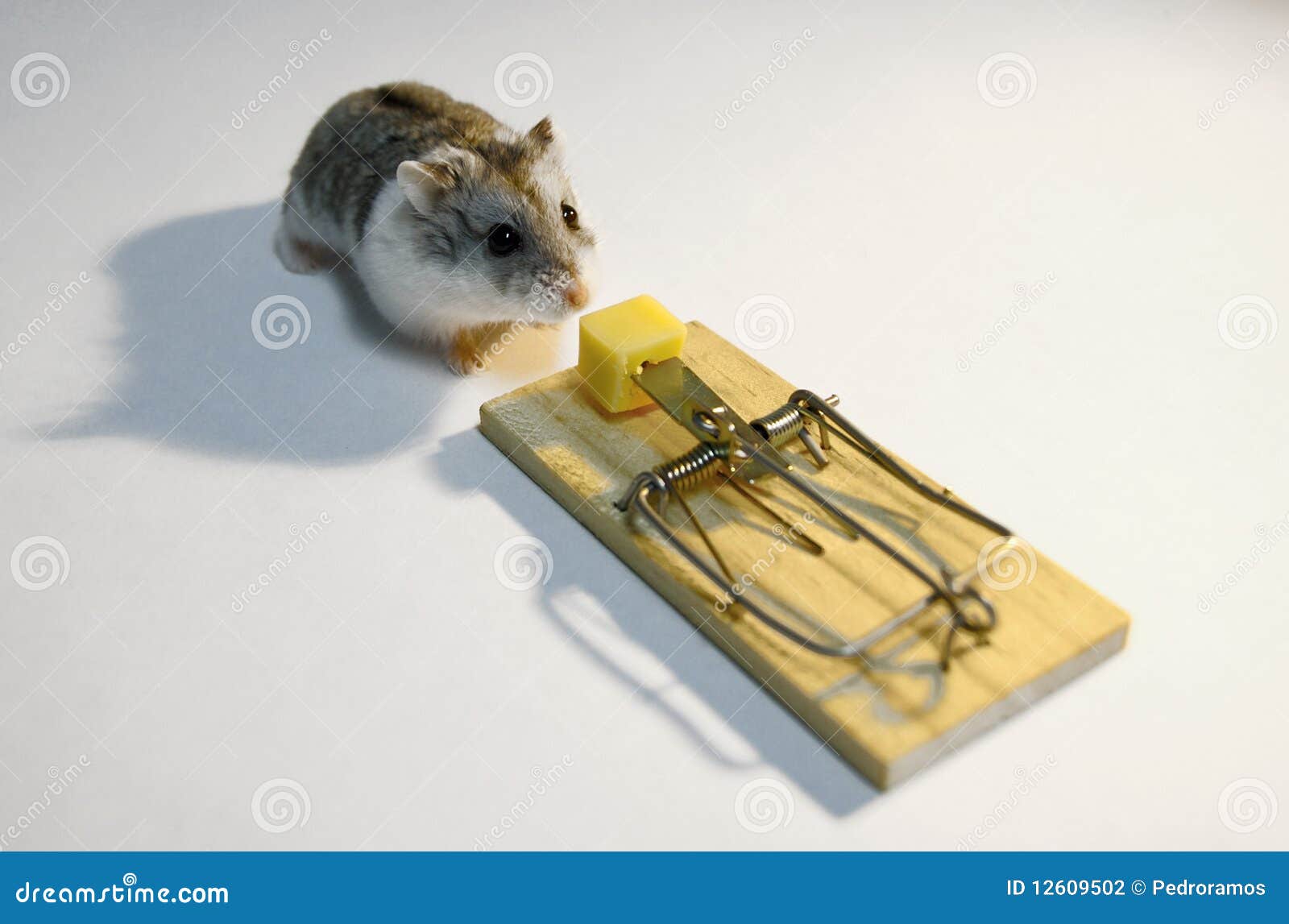 Ratonera foto de archivo. Imagen de cebo, curioso, aventurado - 12609502