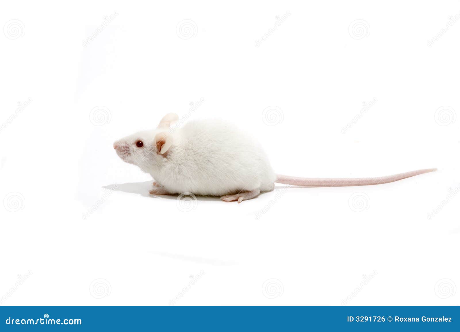 Ratones blancos aislados foto de archivo. Imagen de hambriento - 3291726