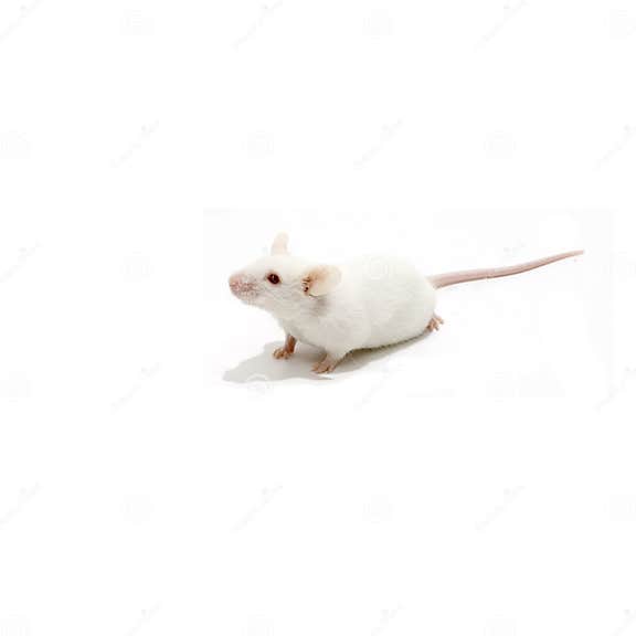 Ratones blancos aislados imagen de archivo. Imagen de gerbo - 3308263