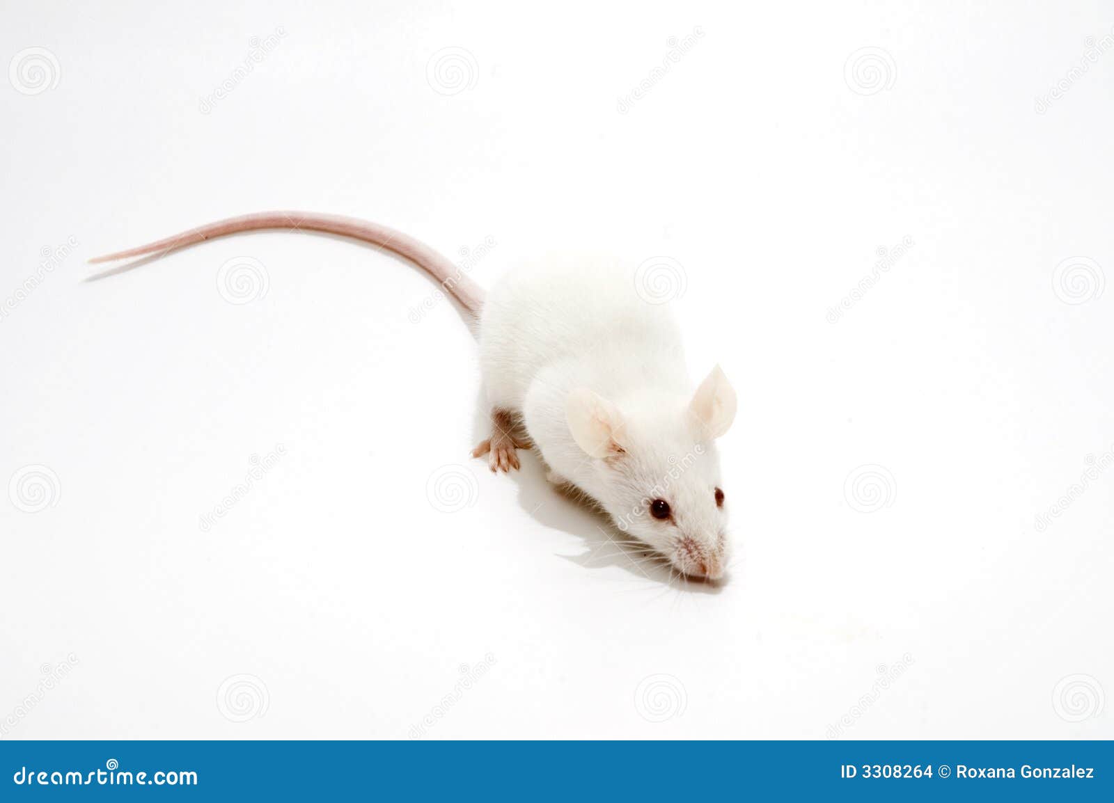 Ratones blancos aislados foto de archivo. Imagen de lindo - 3308264