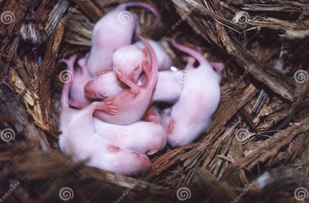 Ratones del bebé imagen de archivo. Imagen de bebé, roedores - 5838251
