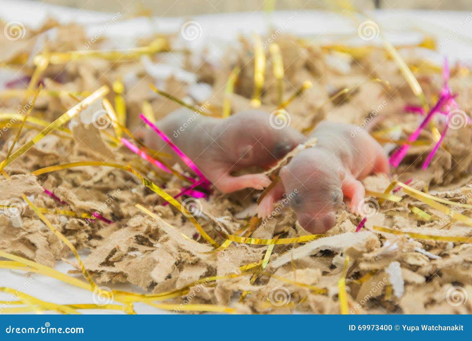 Ratones del bebé foto de archivo. Imagen de bebé, nacimiento - 69973400
