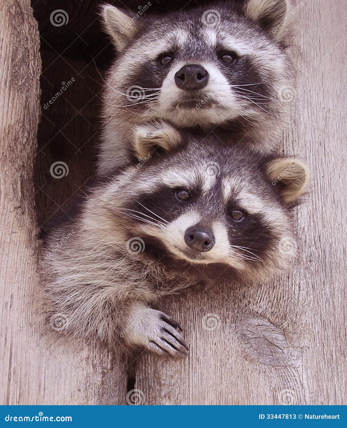 Ratons Laveurs Resplendissants Image stock - Image du coffre, arbre ...