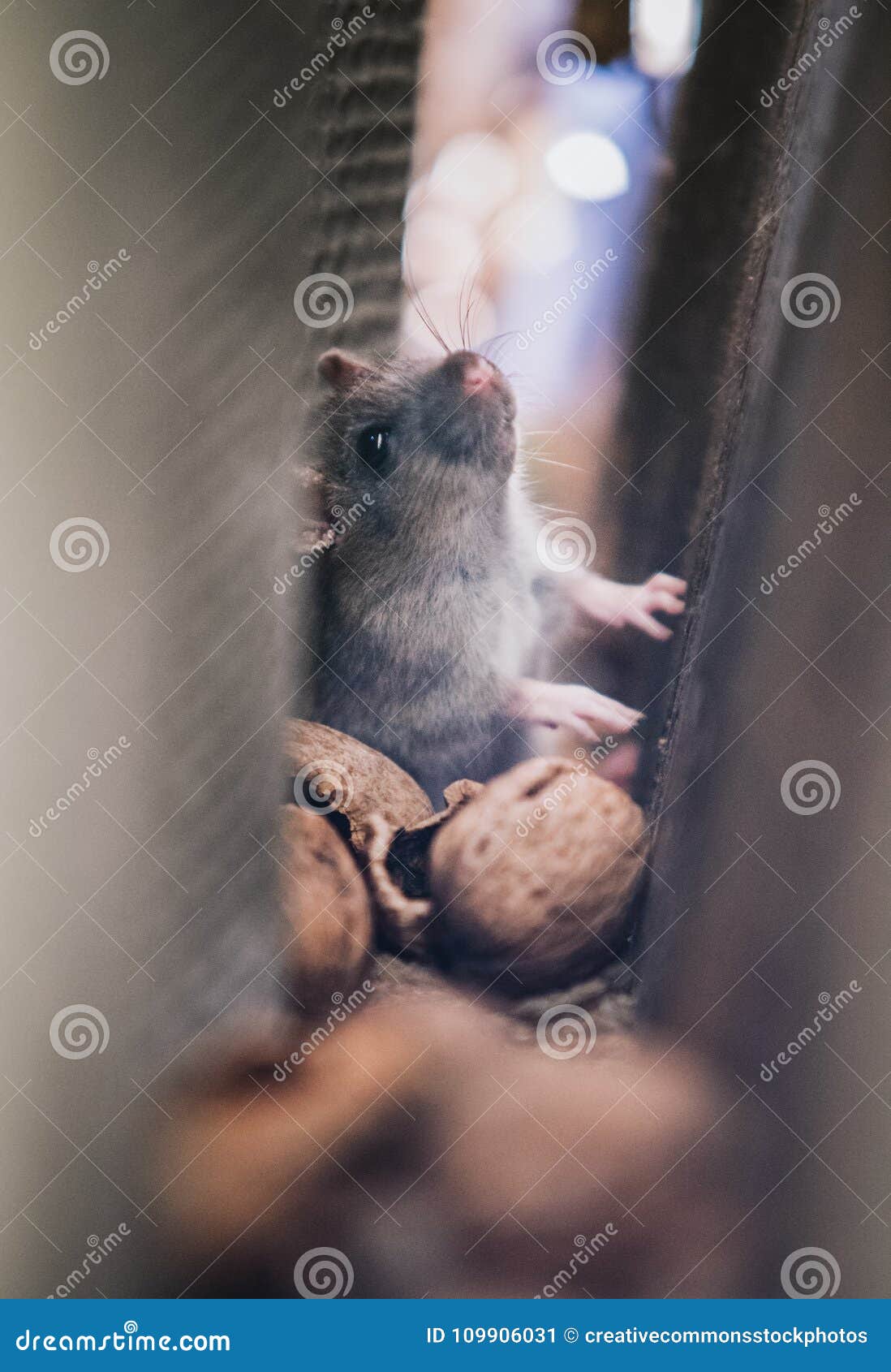 Ratos Cinzentos No Meio Das Paredes Imagem. Imagem: 109906031