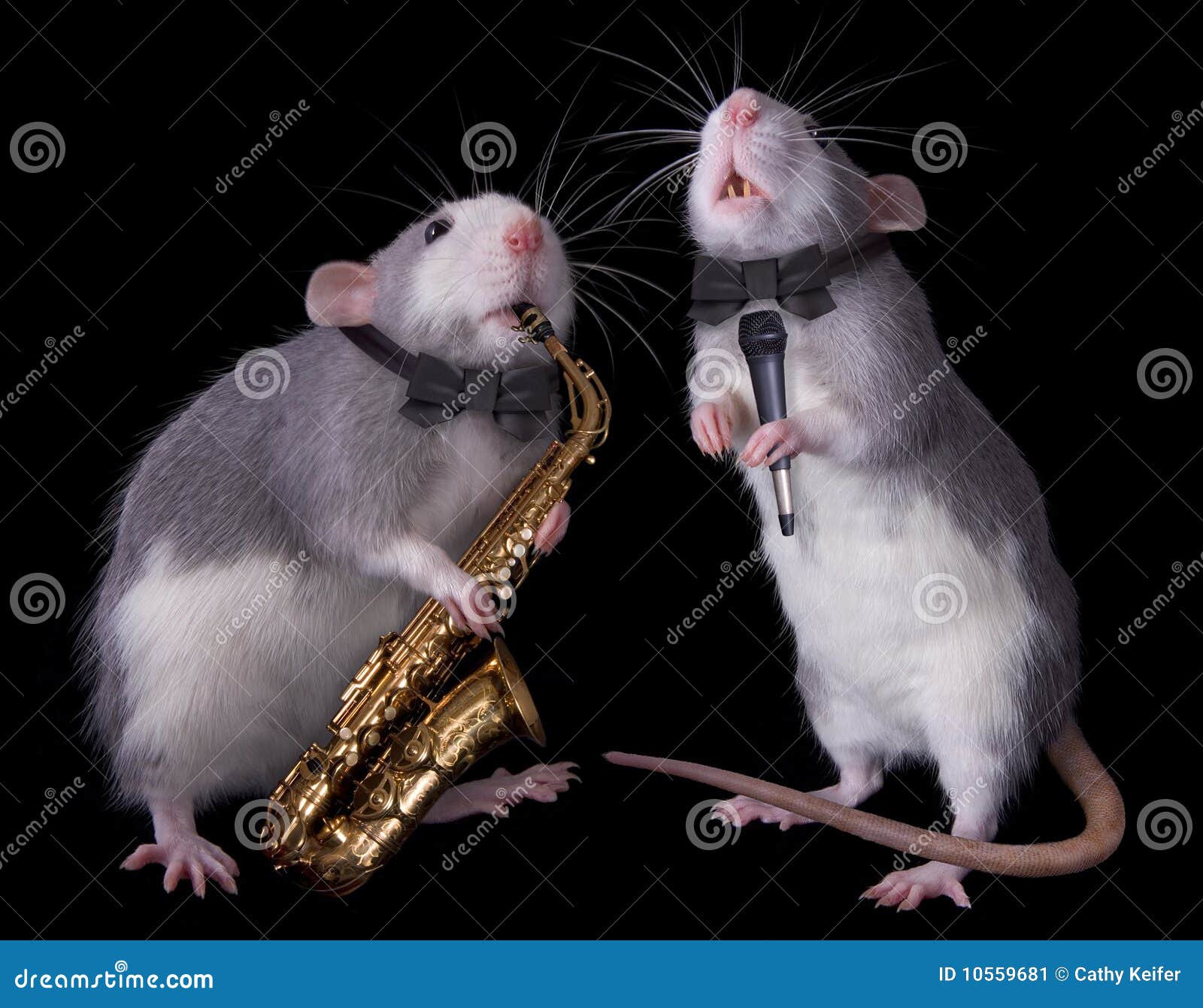 Ratos musicais imagem de stock. Imagem de fofofo, desempenho - 10559681
