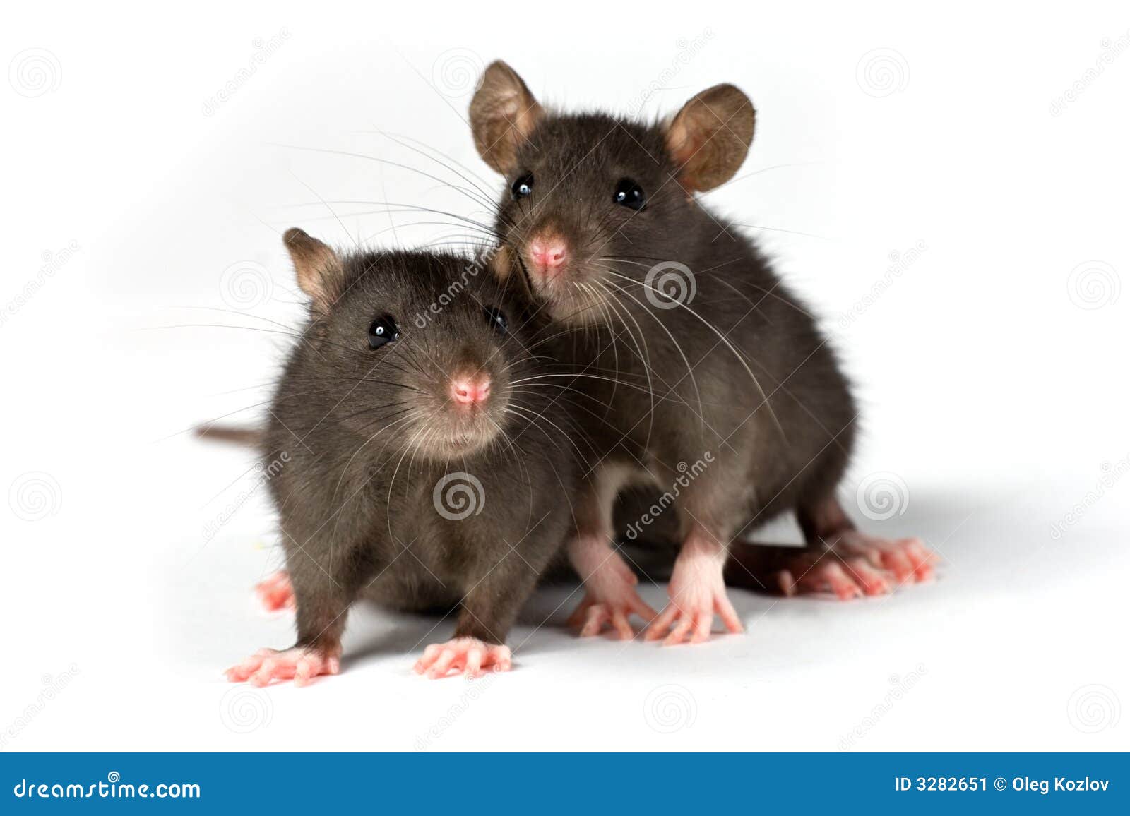 Rats stock image. Image of 2008, rodent, pets, hair, tail - 3282651