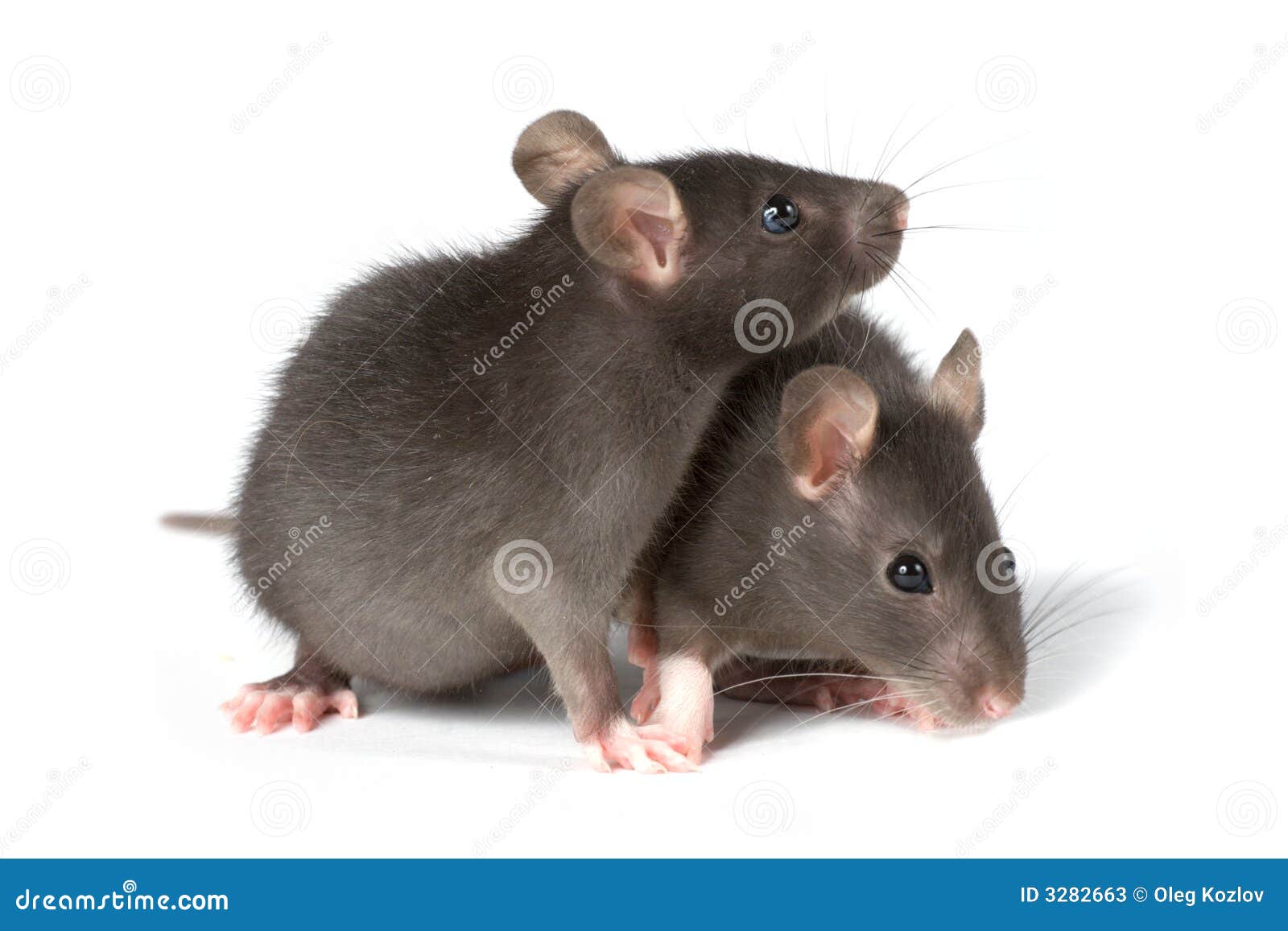 Rats stock image. Image of nose, gray, hair, whisker, brown - 3282663