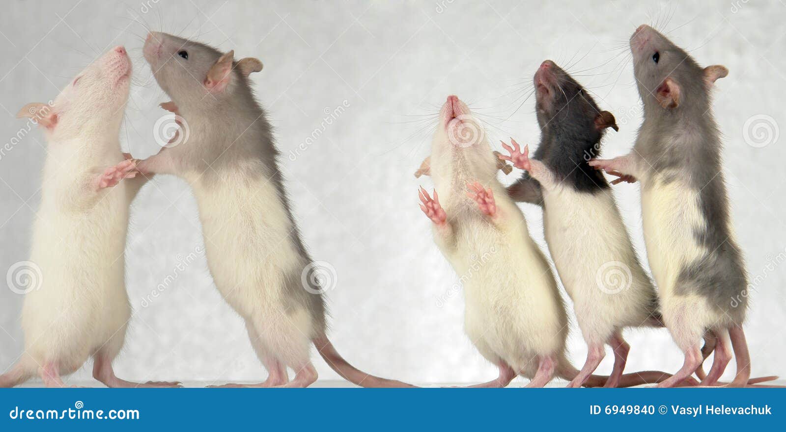 Rats photo stock. Image du petit, curiosité, arrière, mignon - 6949840