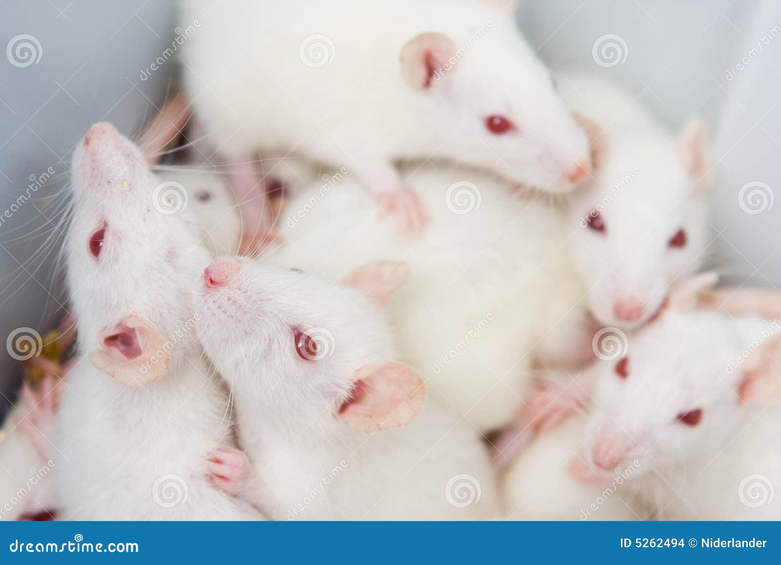 Rats blancs photo stock. Image du transparence, expérience - 5262494