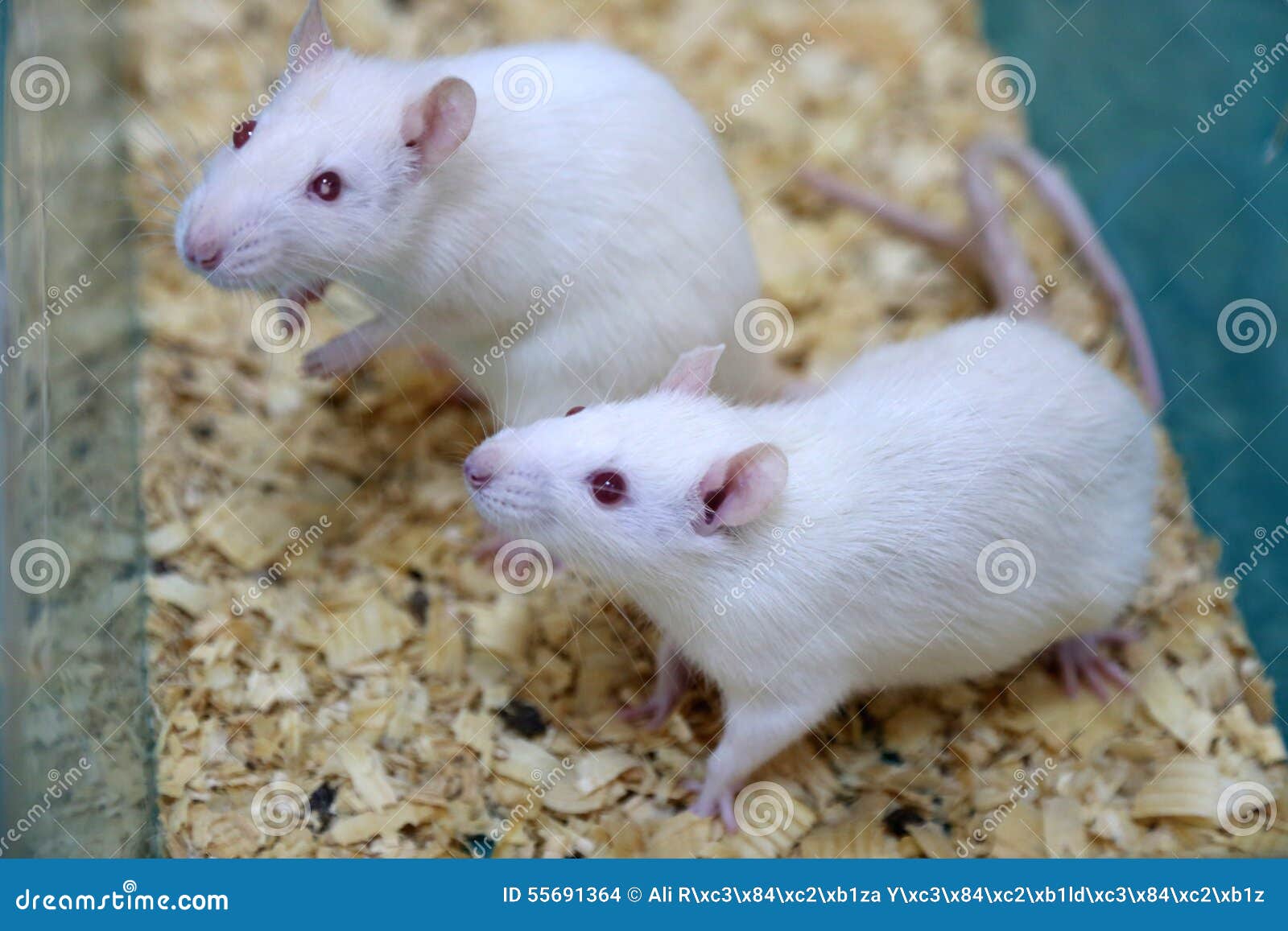 Rats Blancs De Laboratoire (albinos) Photo stock - Image du découvrez ...