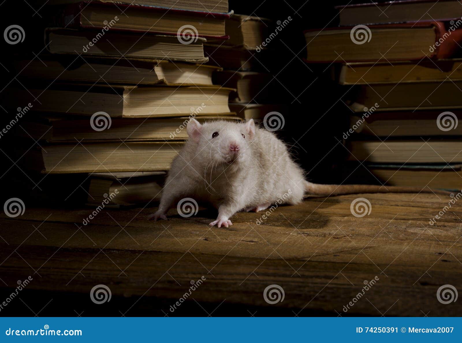 Rats and books. stock image. Image of cute, rodent, mouse - 74250391