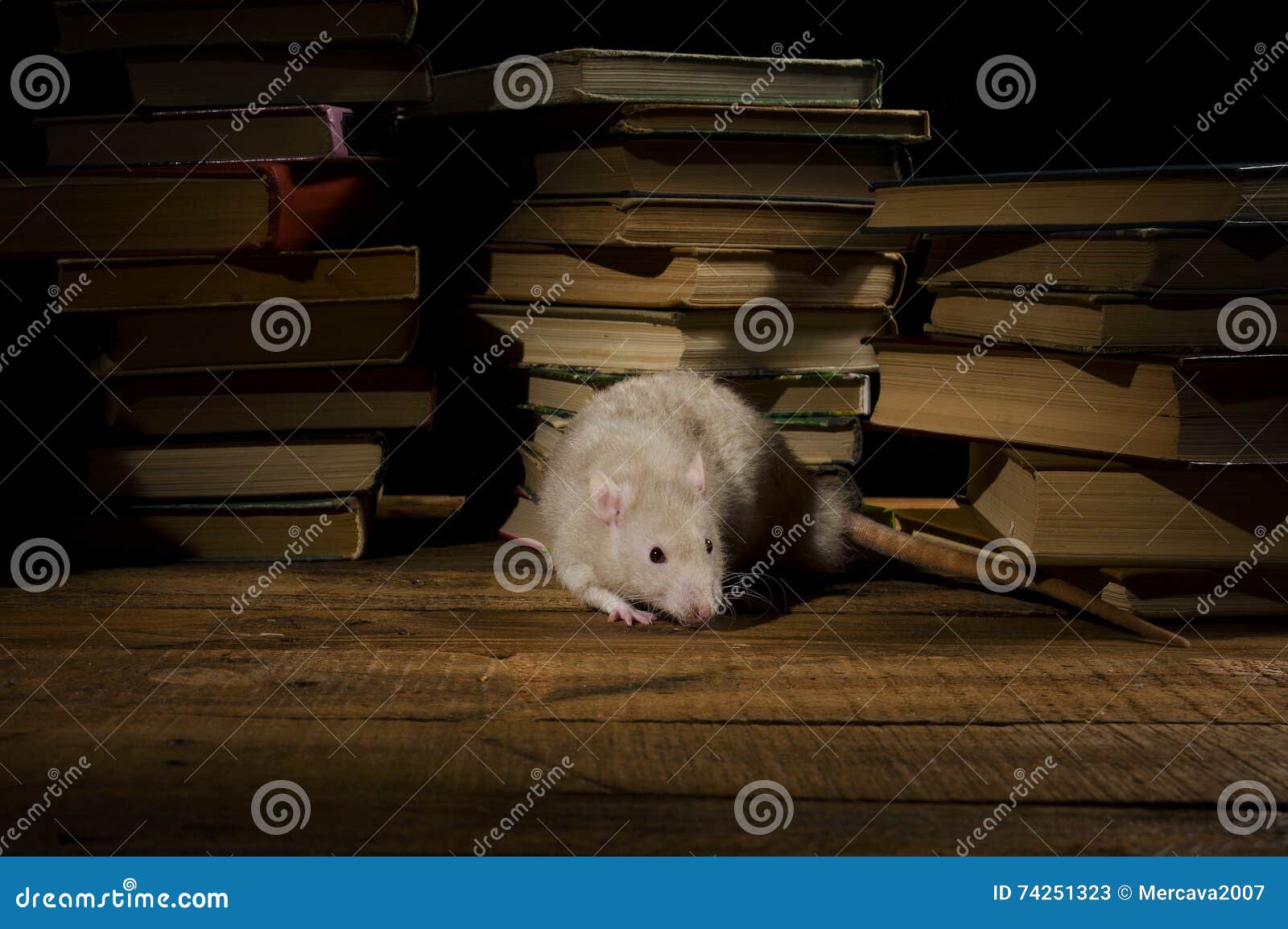 Rats and books. stock image. Image of domestic, book - 74251323