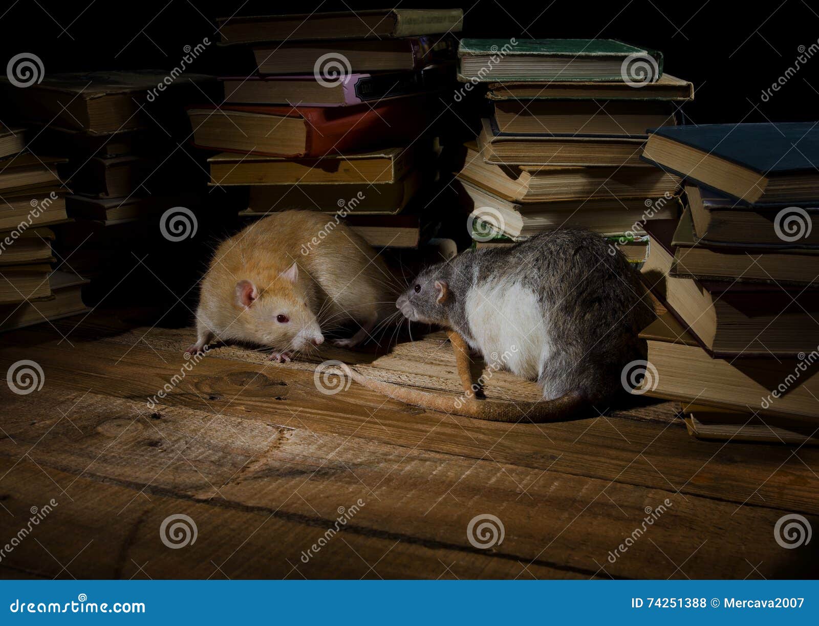 Rats and books. stock photo. Image of pets, domestic - 74251388
