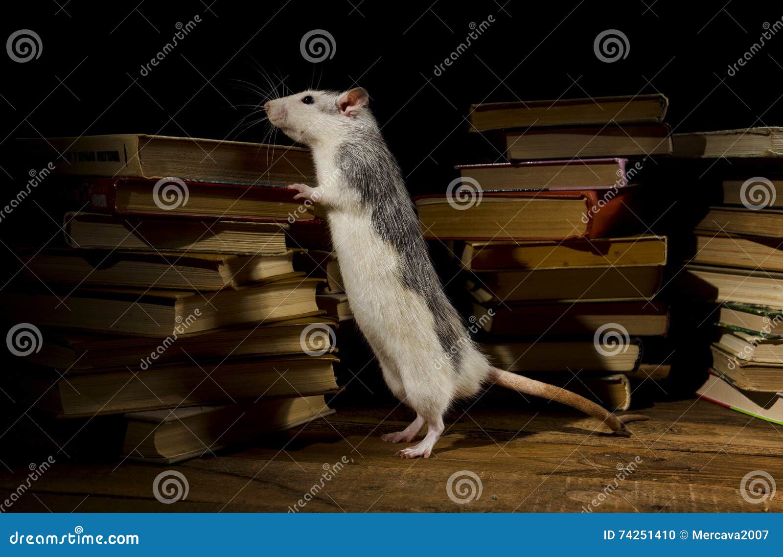 Rats and books. stock photo. Image of mouse, domestic - 74251410