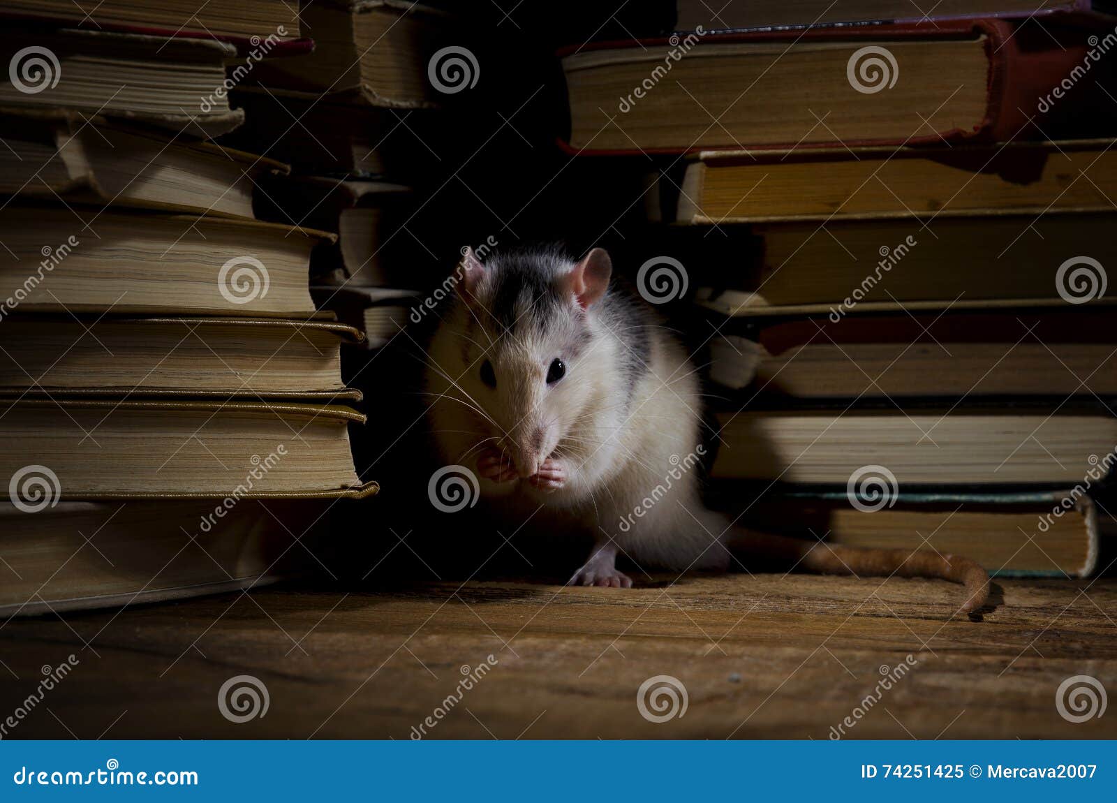 Rats and books. stock image. Image of mouse, learning - 74251425