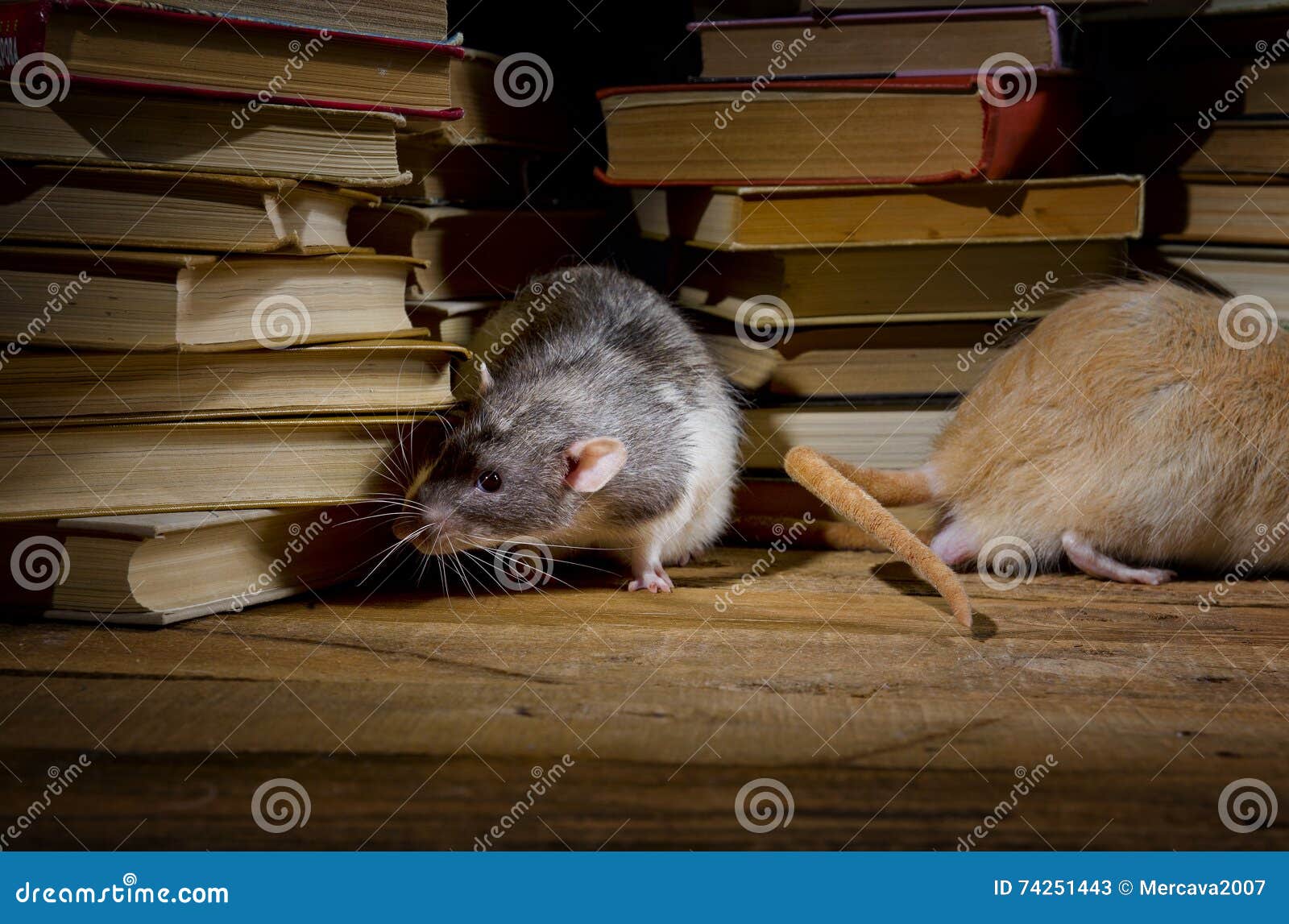 Rats and books. stock image. Image of small, domestic - 74251443